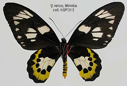 Papua Insects Foundation (Lepidoptera/Papilionidae/Ornithoptera ...